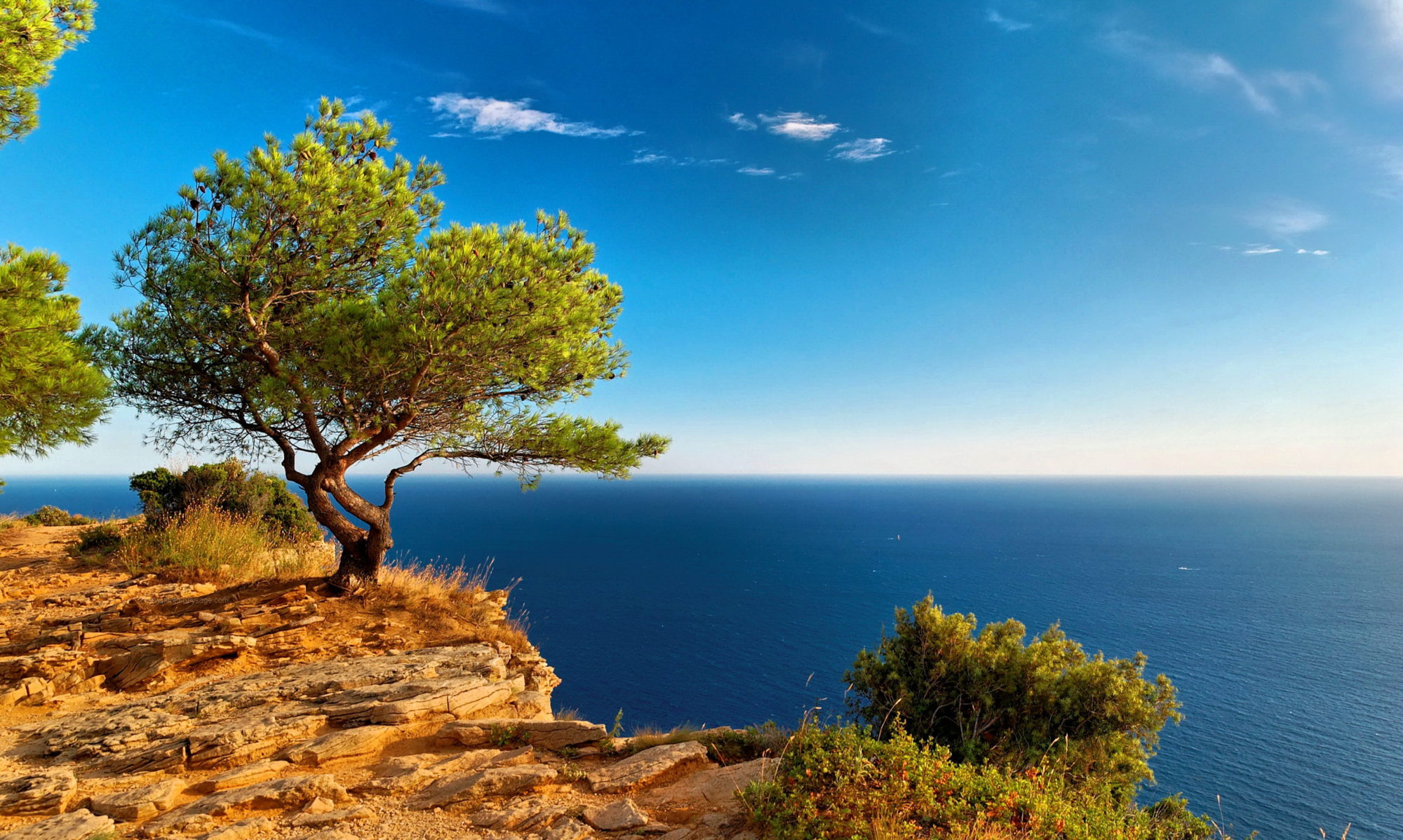 cropped-pin-bord-de-falaise-cap-canaille.jpg – Photo-Paysage.com, le blog